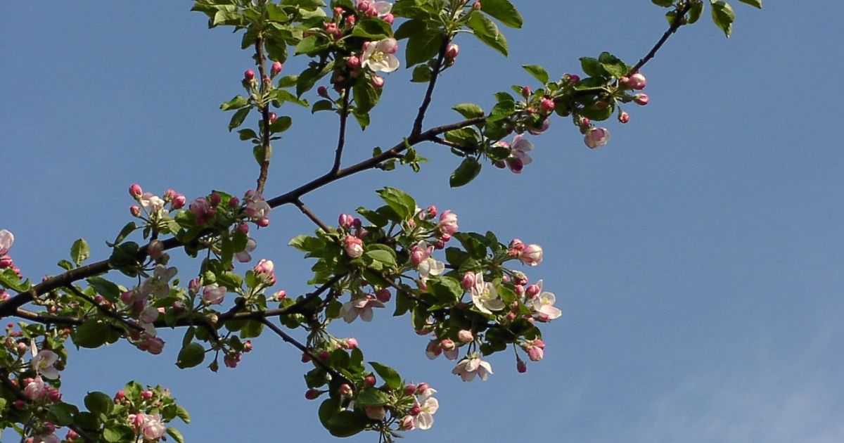 Meander from Western Cider Makers - Ramblers